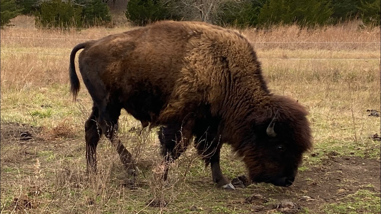 Live with a Bison Ranch! Ask us anything! - YouTube