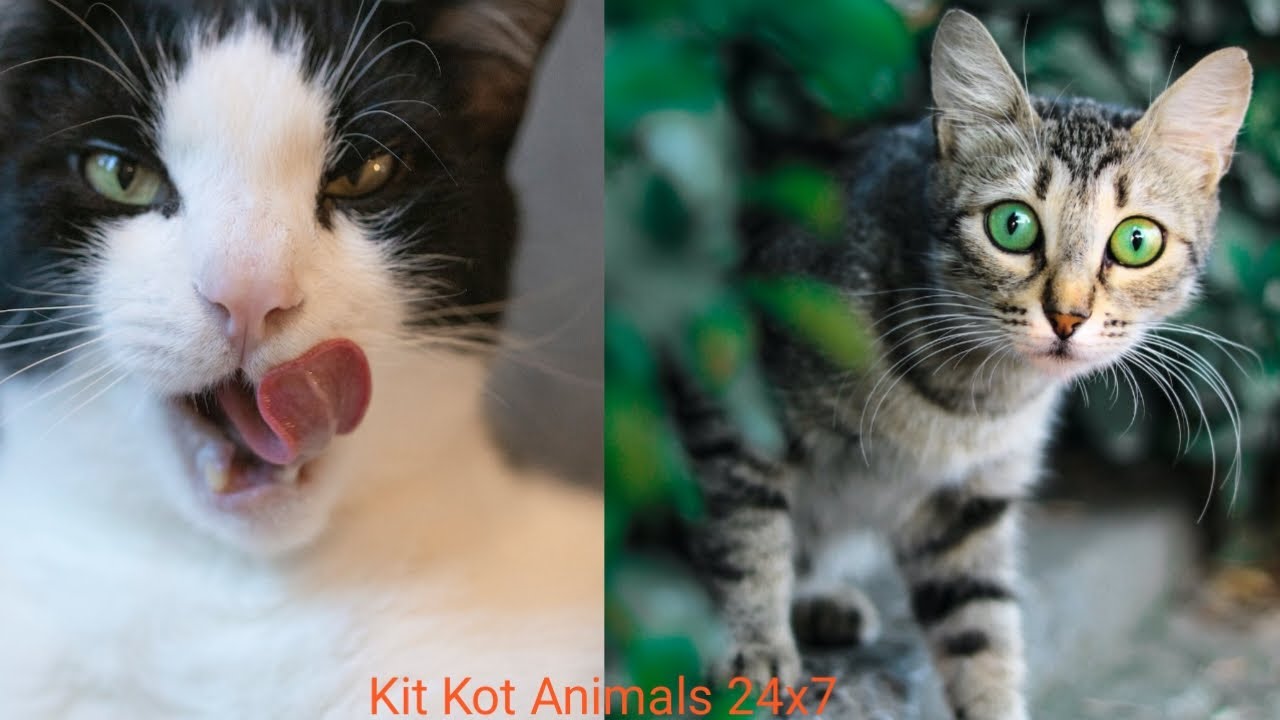 Funny Animals 2024🐭 | Best Funny Cats and Dogs Videos 🐱🐱03| #kit kot ...
