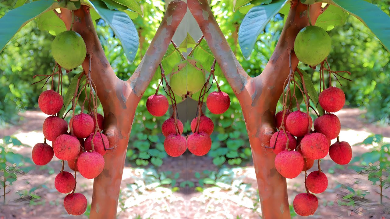 How To Grafting Guavas TreeWith Lychee Fruits Fast Get Amazing Fruit100 ...