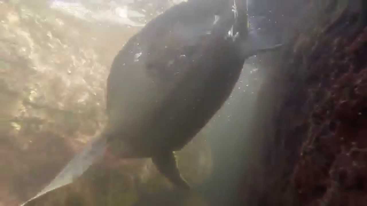 Juvenile Green Turtles Feeding Off Texas Coast - YouTube