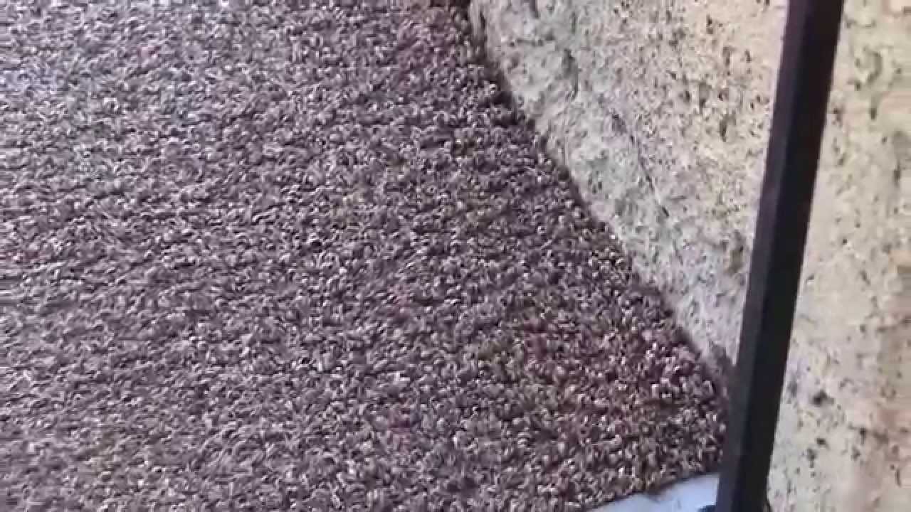 Van Dyke Building - YouTube