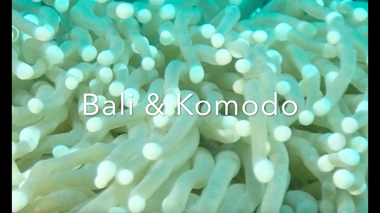 Bali & Komodo 2024 - YouTube