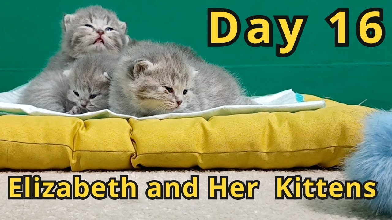 Elizabeth and Her 16-Day-Old Kittens | Adorable Kitten Feeding! 🍼🐱 ...