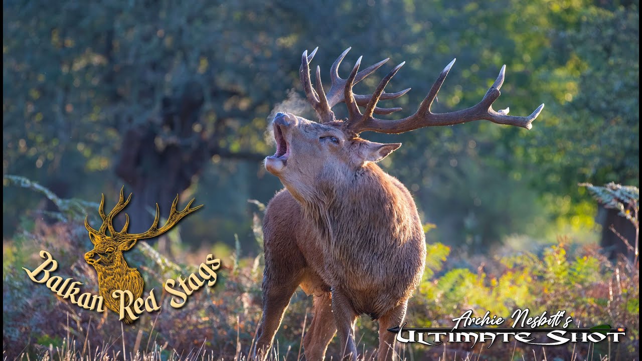 World Record Balkan Red Stags: US 28 - YouTube