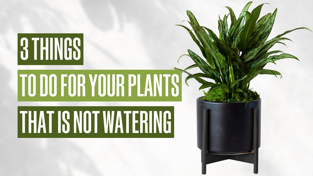 3 Care Tips for Your Houseplants That's Not Watering - YouTube
