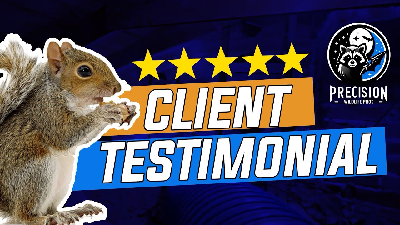 Squirrel Problem Solved! Hear Danielle’s 5 Star Experience - YouTube
