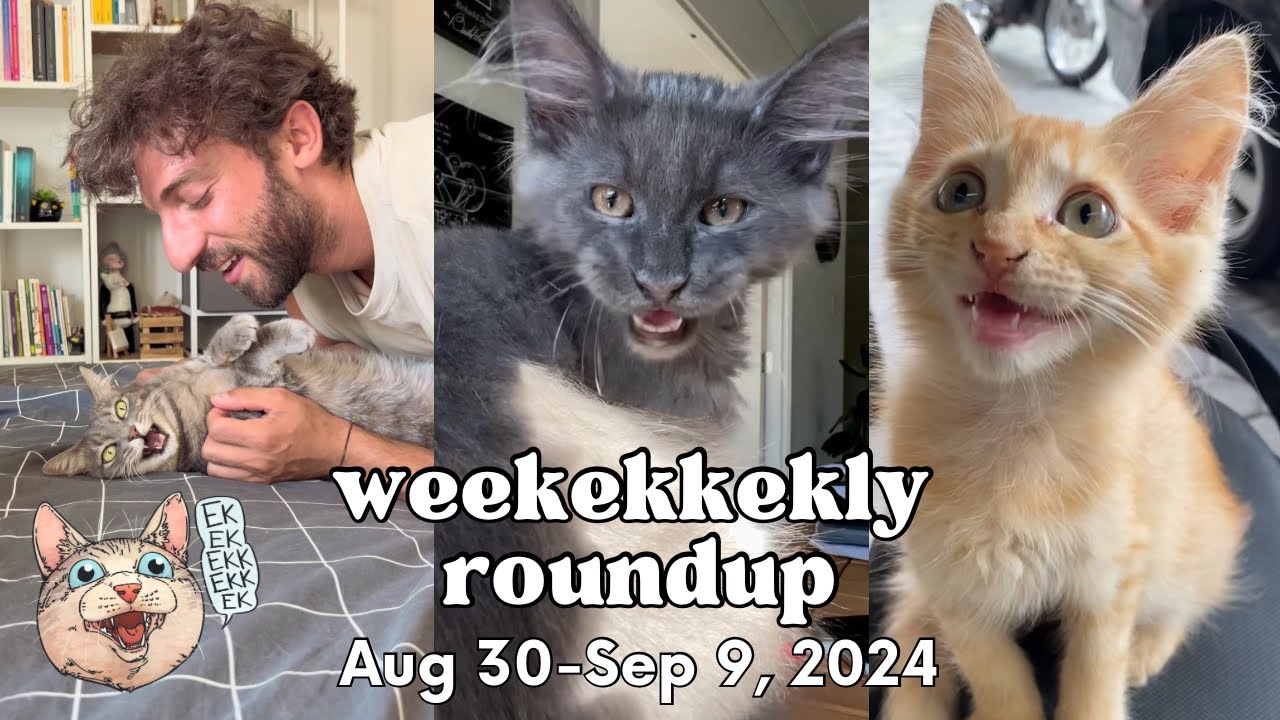 ekekekkekkek compilation - Cats Chirping & Chattering (Weekly Roundup ...