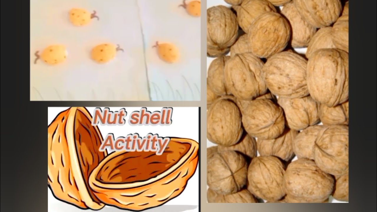 Walnut shell activity for kindergarten ️#art #kindergarten #shell # ...