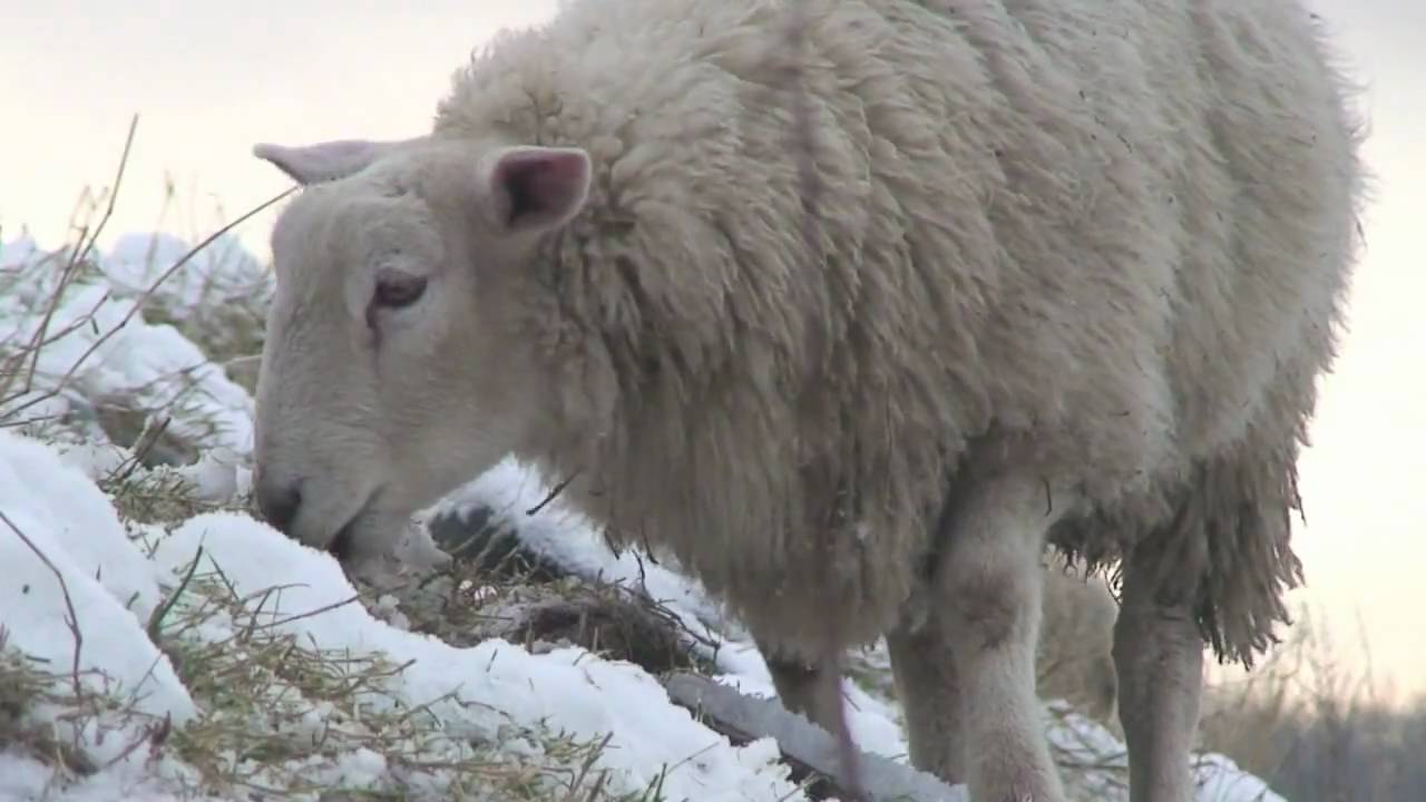 Sheep digging in snow for grass -Brutal 2010 winter - YouTube