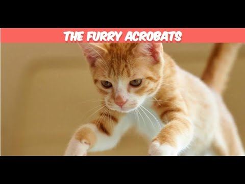 Cats & Heights: The Furry Acrobats - YouTube