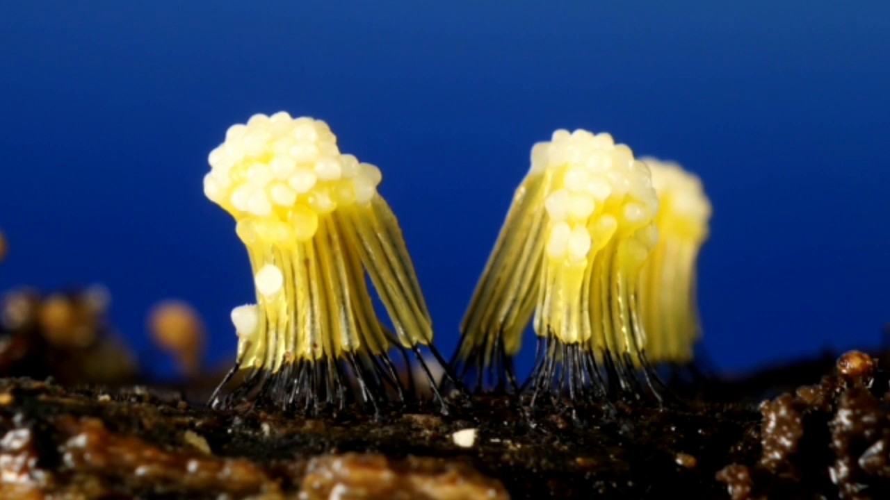 Yellow Stemonitis flavogenita time lapse - YouTube