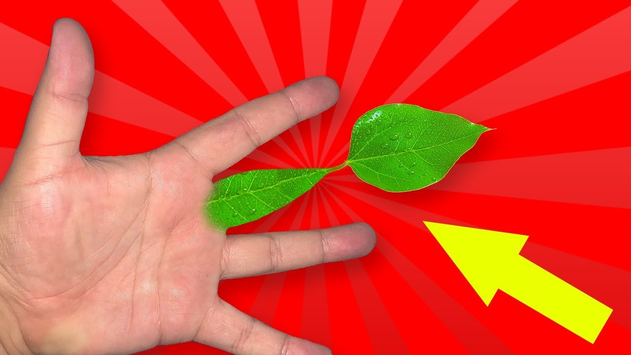 How to do 7 NATURE Magic Tricks! - YouTube