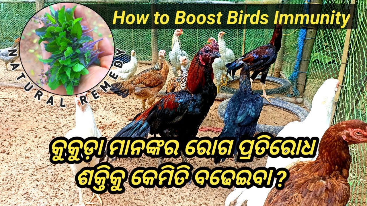 How to Boost Chicken Immune System ? - YouTube