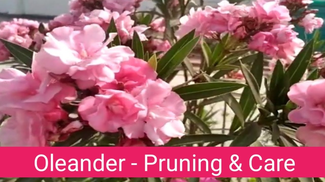 Oleander plant pruning & Care | Karabi plant grow from cutting - YouTube