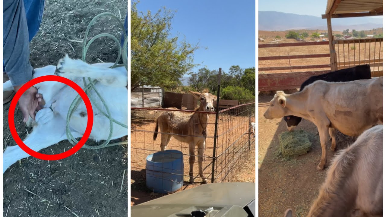 Update On The Ranch - Banded Goats, Heifers, Ducks.. - YouTube