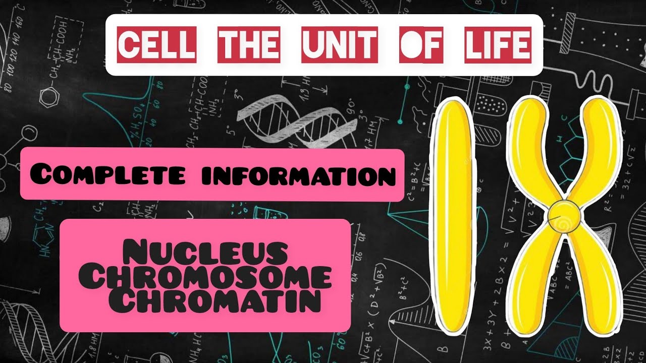 Chromosome Structure And Function || Nucleus Structure - YouTube