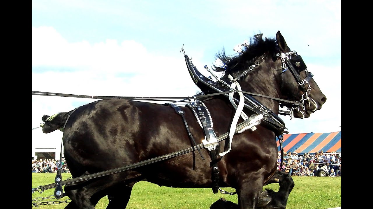 Ropp's Percheron 4 Horse Wagon Team - YouTube