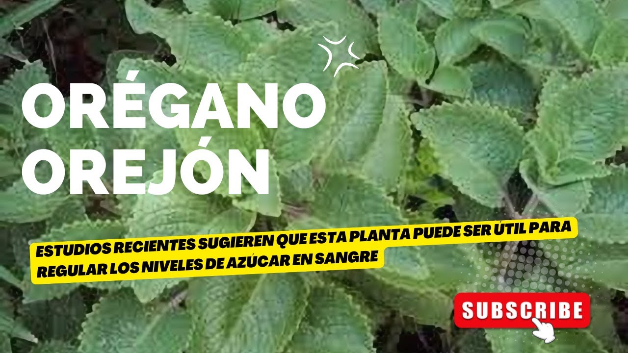 Orégano Orejón: Propiedades y Ventajas - YouTube