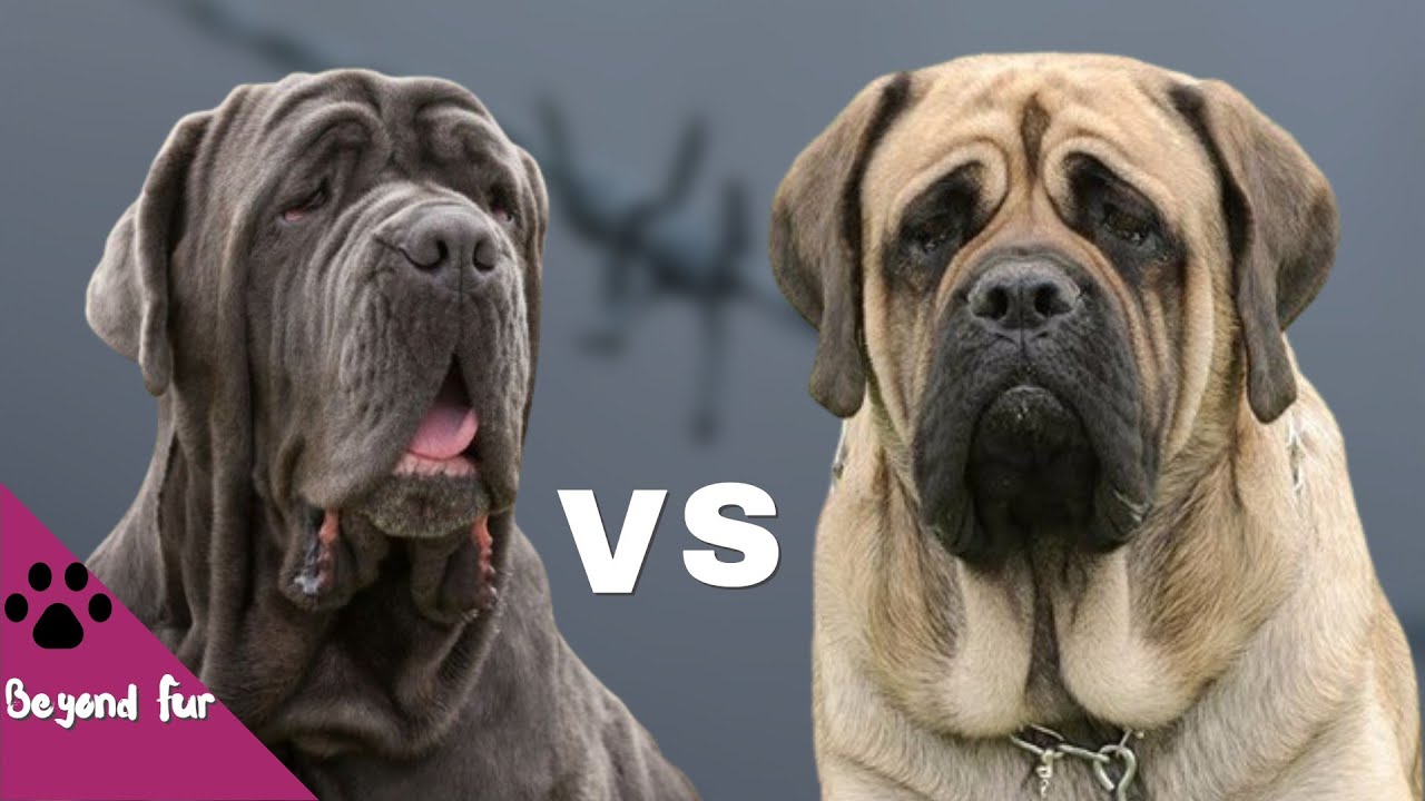 Neapolitan Mastiff vs English Mastiff-Fight Comparison - YouTube