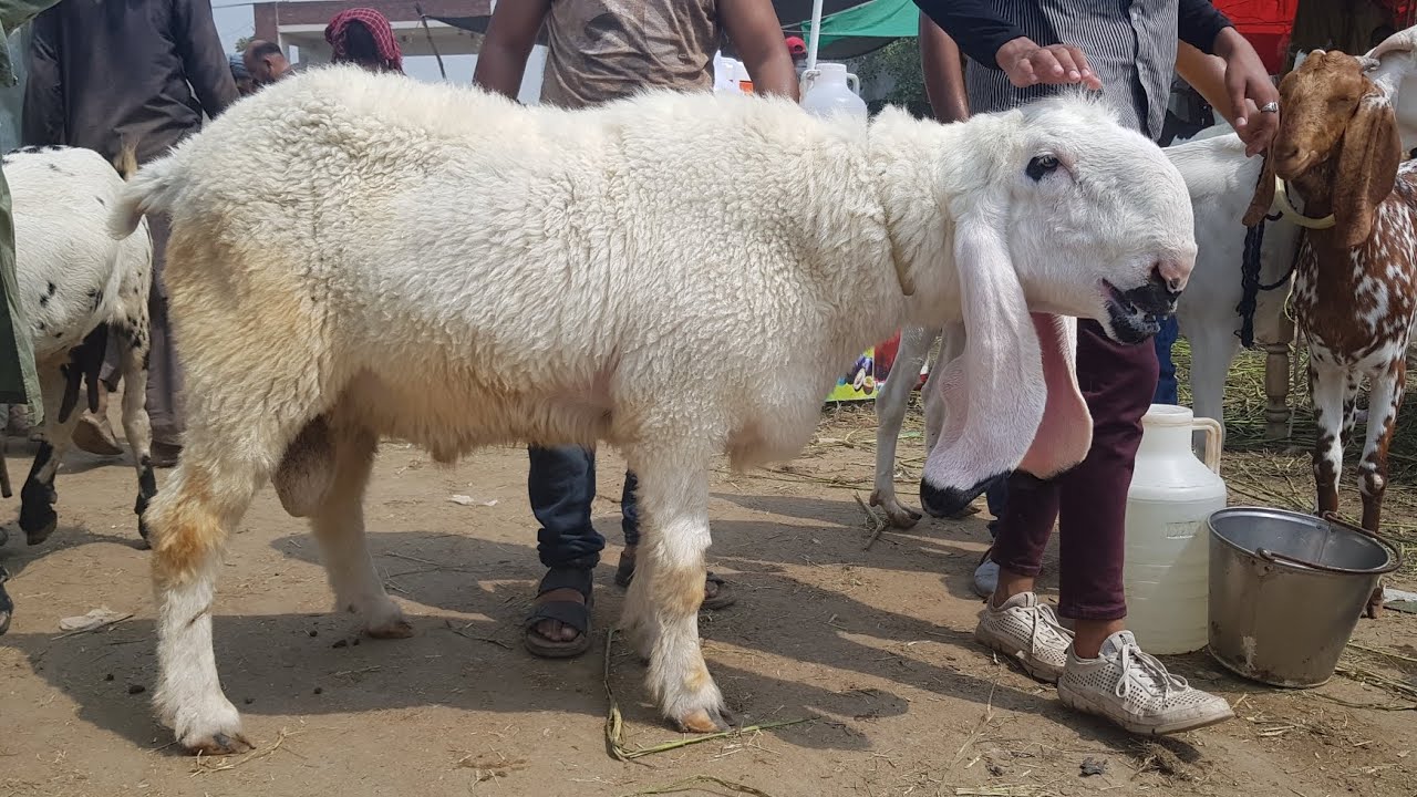 Bakra mandi 2023 || Makki cheeny bakra || kajla chatra || Teddy bakra ...