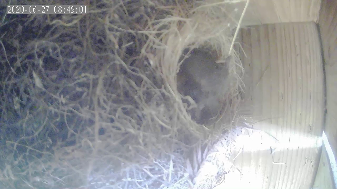 Dark-eyed Junco nest 27Jun2020 @ 0849hrs - YouTube
