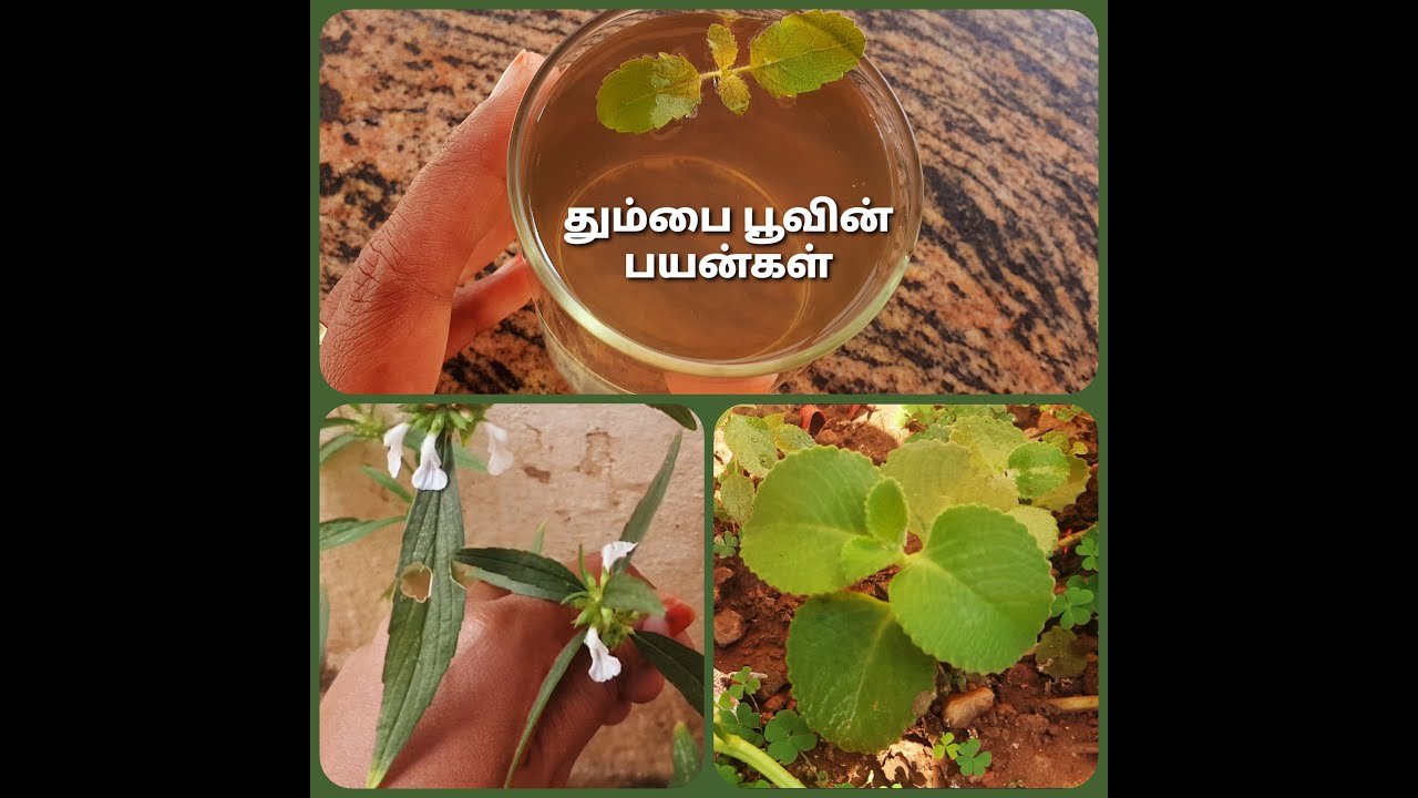 Natural home remedy for cold and cough using "Thumba poo"// தும்பை பூ ...