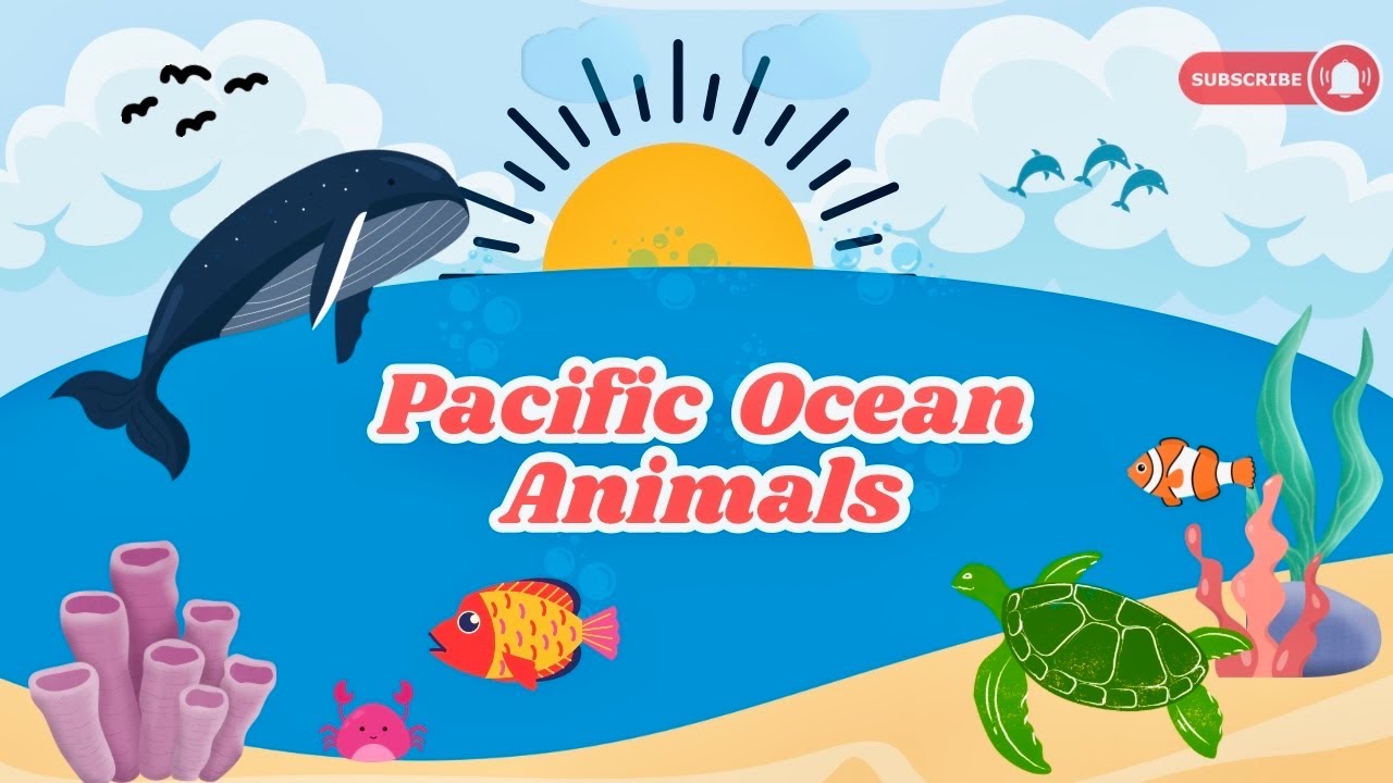 pacific ocean animals - sea animals for toddlers - very fun! - YouTube