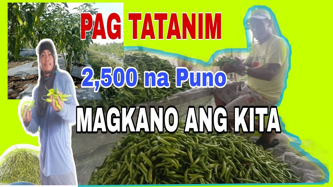MAGKANO ANG KINITA NAMIN AT HARVEST WEEKLY SA 2,500 NA PUNO NA SILING ...