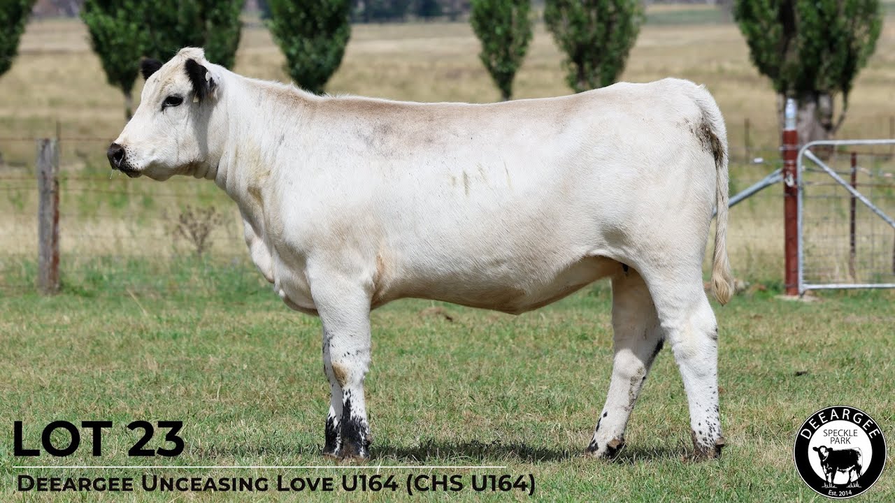 LOT 23 Deeargee Unceasing Love U164 CHS U164 - YouTube