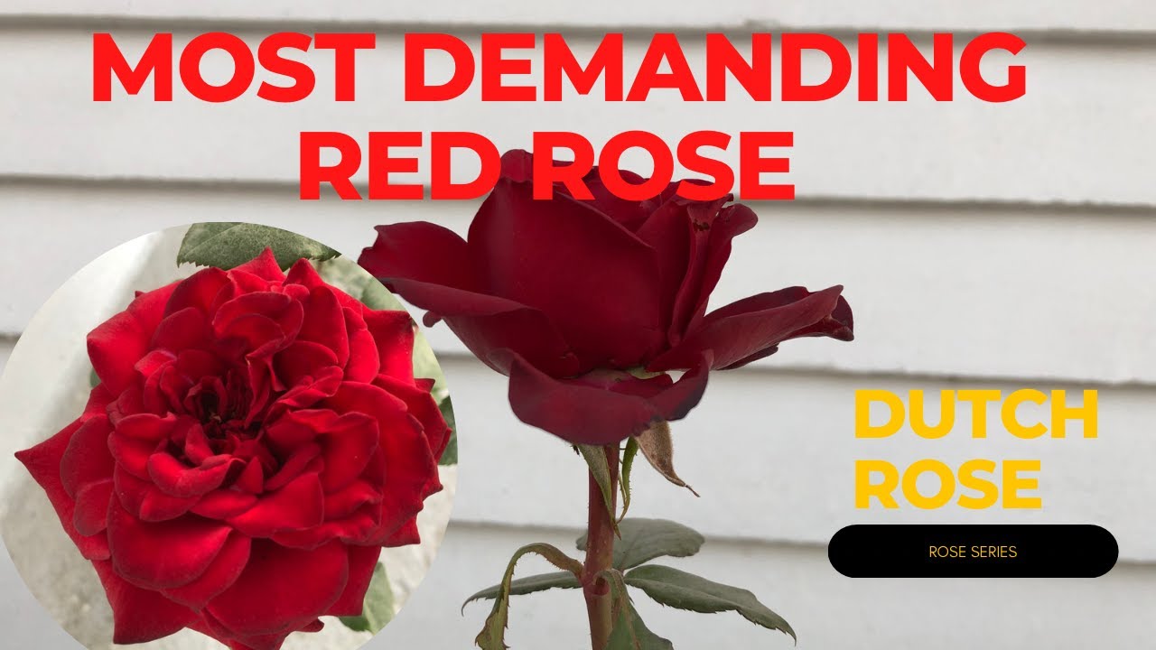 A BEAUTIFUL RED DUTCH ROSE (TOP SECRET) #rose #rose_series #topsecret ...