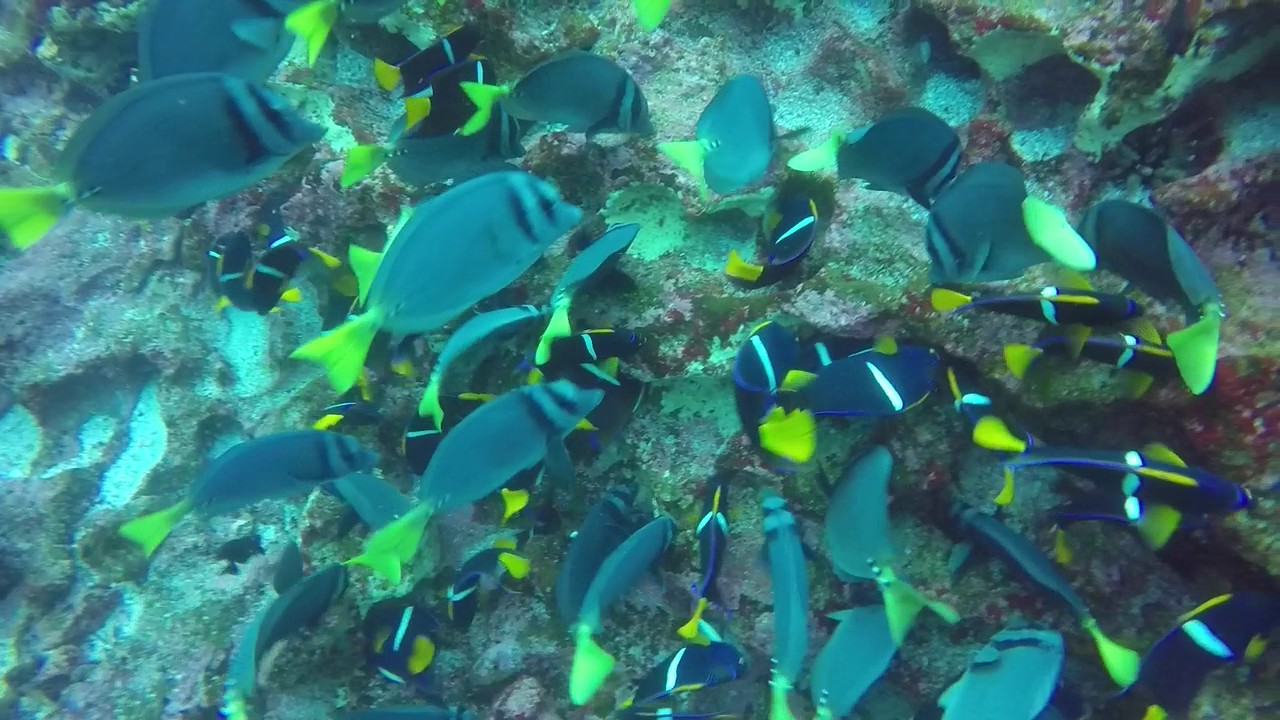 School of King Angelfish (Holocanthus passer) and Razor Surgeonfish ...