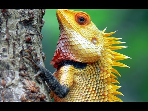 Oriental garden lizard - ஓணான் | Onaan Tamil | தலையை தூக்கி பார்க்கும் ...