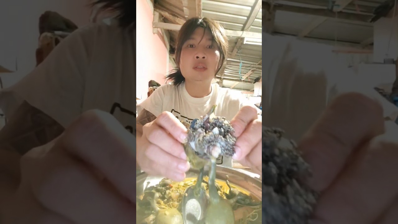 อึ่งไข่ #official #อึ่ง #food #frog #fish #บ้านนอก #cooking #nature #fishing #chicken #birds ...