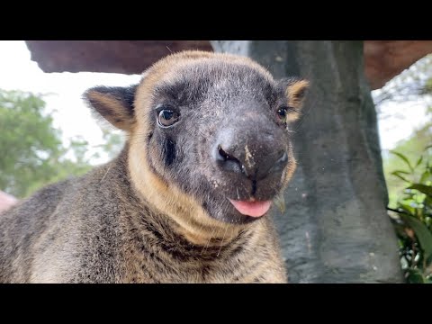 World Tree Kangaroo Day 2023