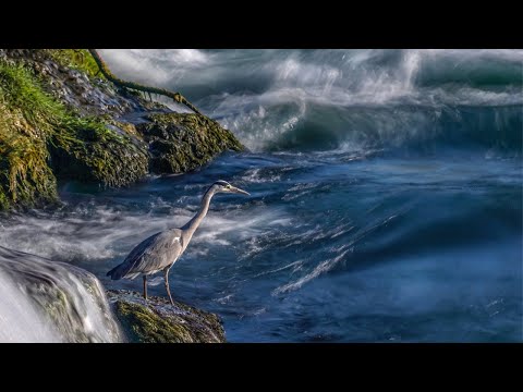 Nature WhatsApp Status Video 30 Seconds| Nature Love Song Background 2022|4k