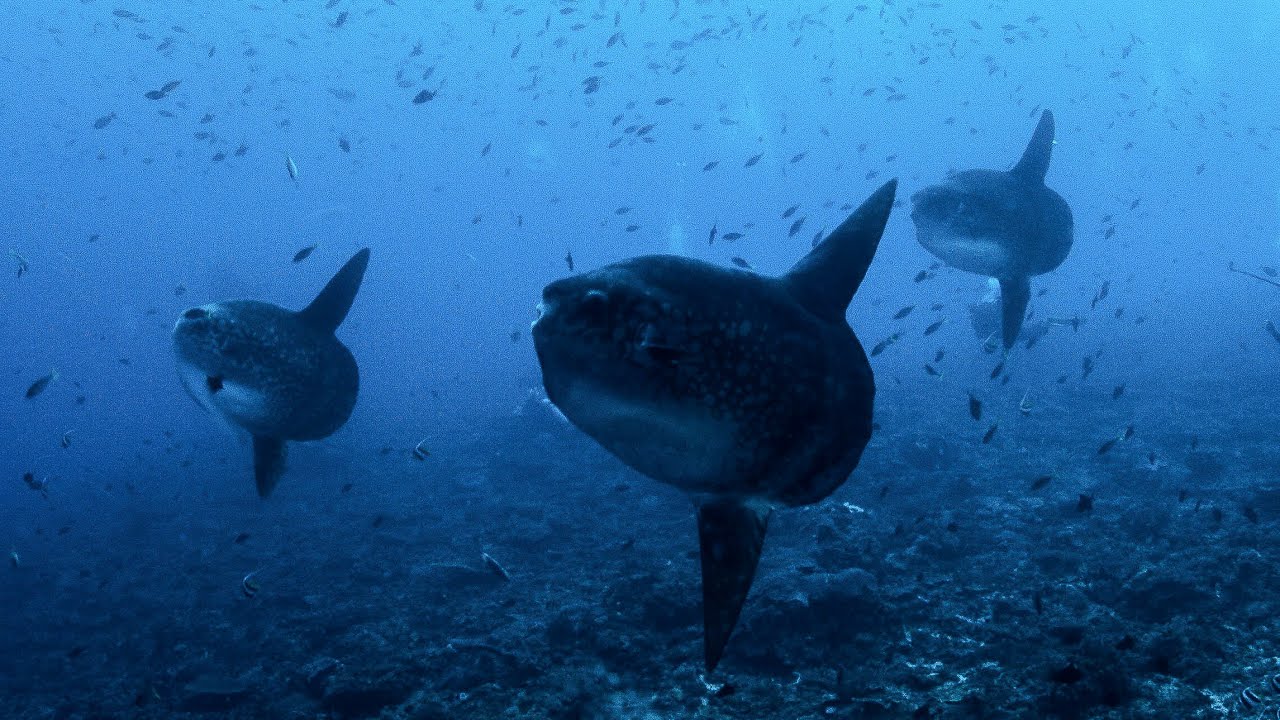 Epic Freediving and Scuba Diving Compilation - YouTube