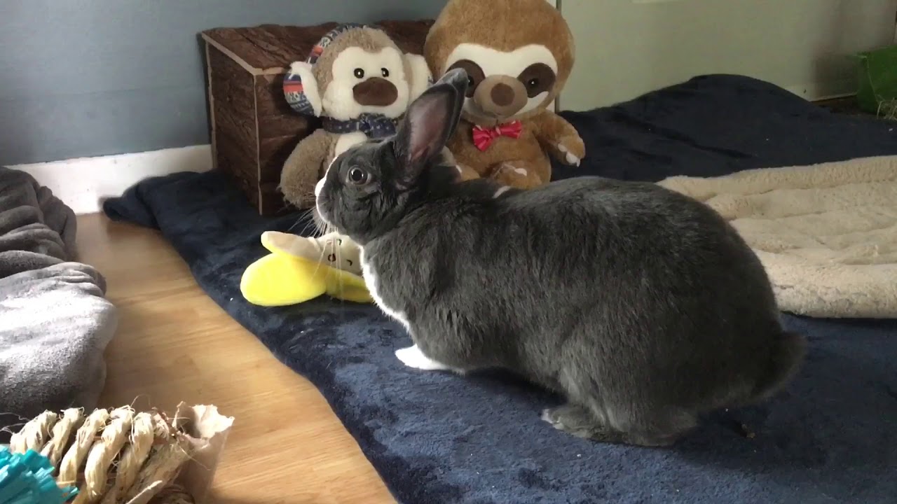 Cute Bunny Wants to Play - YouTube