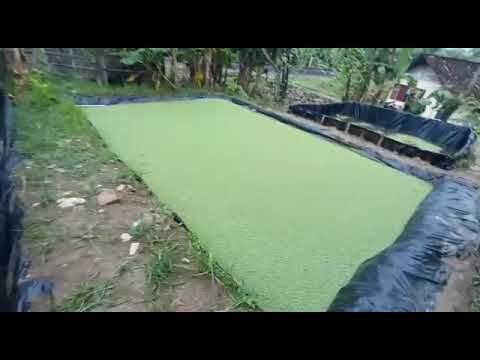 Azolla Ponds made of UV Plastics - YouTube