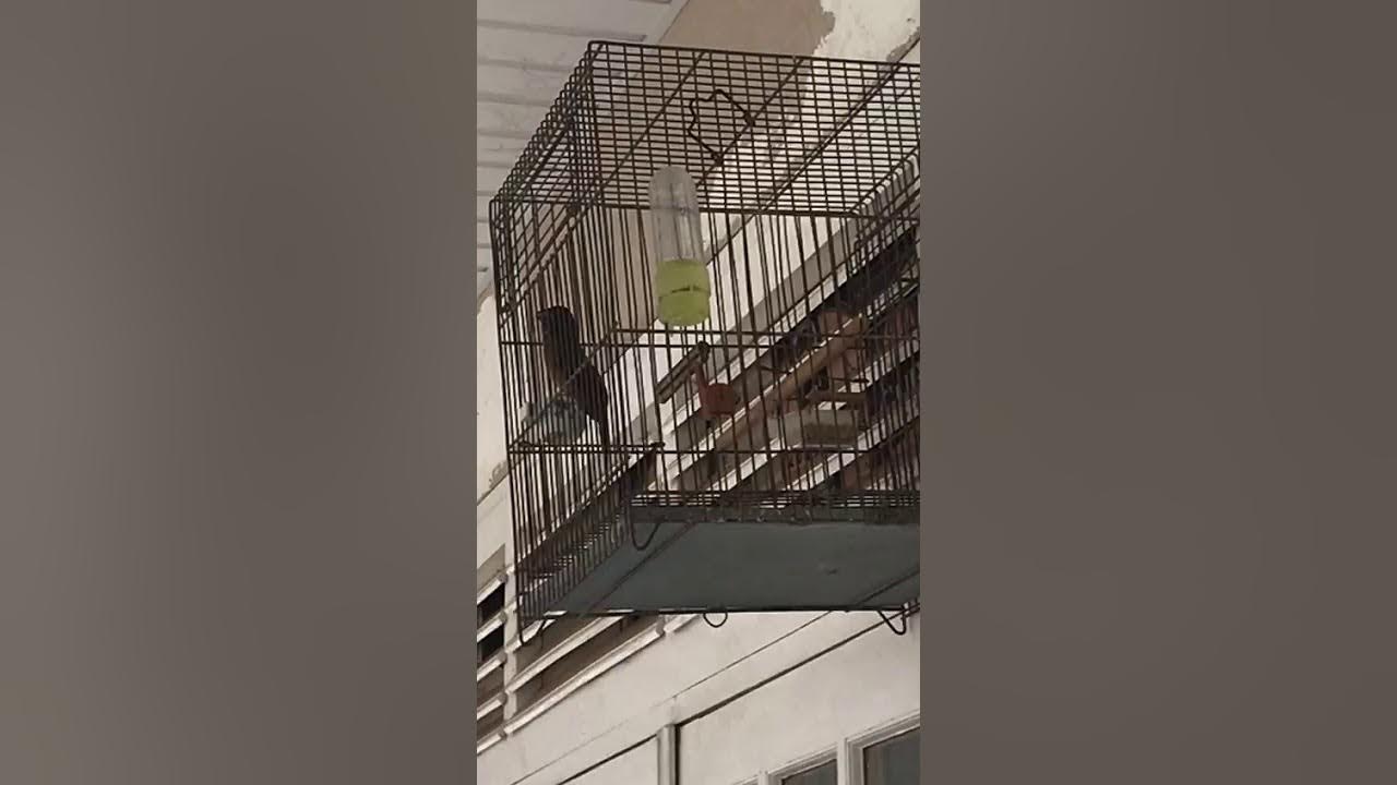 Picolet - pie pie - curió - Suriname/ Guyane by Rickman - YouTube