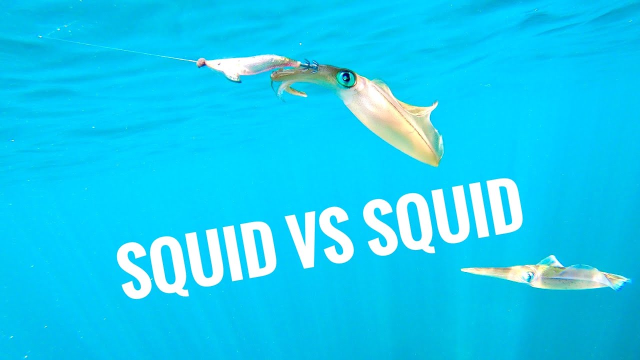 Killer squid - how aggressive can squid be? - YouTube