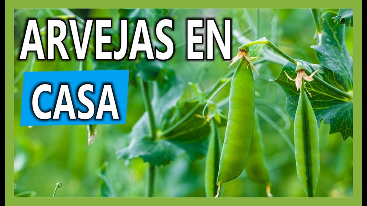 Cómo Cultivar Arveja - Guisantes - Chícharos - huerta en casa - YouTube