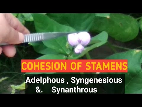 Cohesion/Fusion of stamens- Adelphous, Syngenesious and synanthrous. # ...