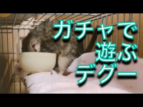 カプセルくわえて戯れるデグー Degu bites the cupsle - YouTube