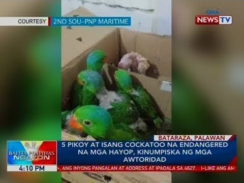 BP: 5 pikoy at isang cockatoo na endangered na mga hayop, kinumpiska ng ...