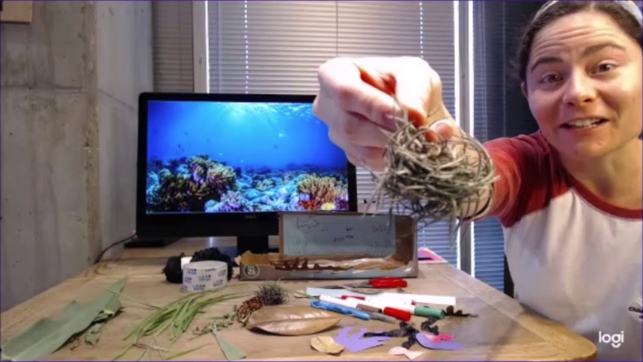 Coral Reef Shadow Box - Educator at Home (Daily Virtual Learning) - YouTube