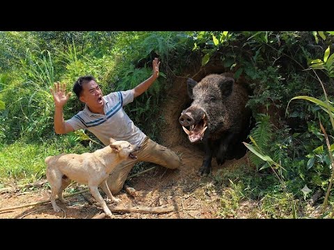 Tame a wild boar that gave birth in a cave and bring it back home, De life vn