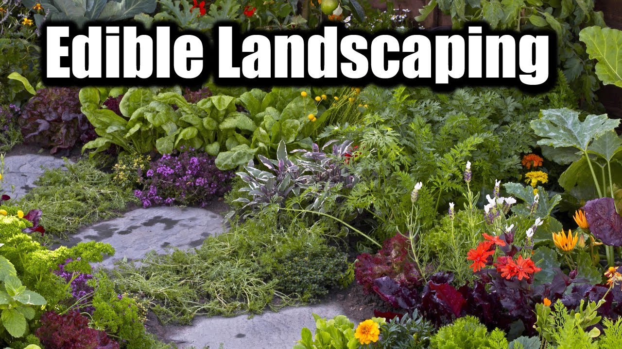 Edible Landscaping Combining Beauty and Functionality - YouTube
