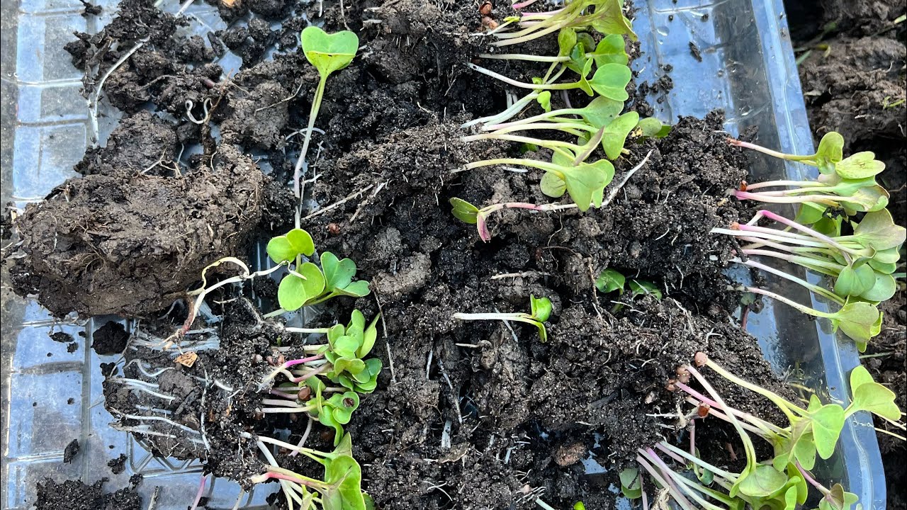 Mooli or Daikon, a mild-flavored winter radish start growing season ...