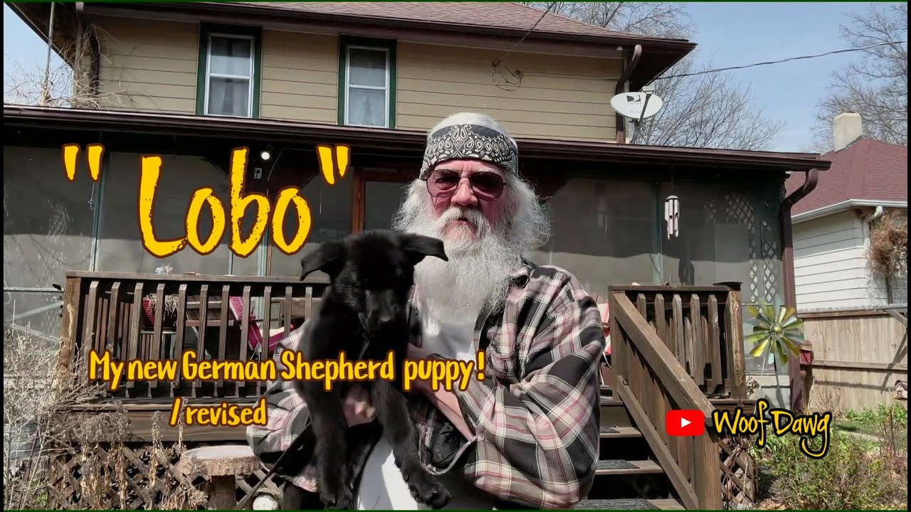 " LOBO " My new German Shepherd puppy ! revised - YouTube