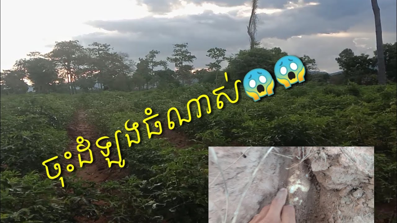 កាយចុះដំឡូងមើល ចុះធំណាស់/Potato body looks very big - YouTube